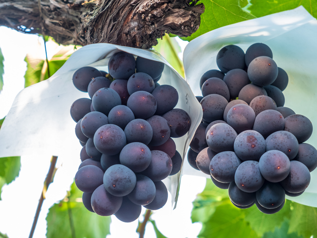 KYOHO GRAPE MOCHI - K.Minamoto Online Store: WAGASHI | London